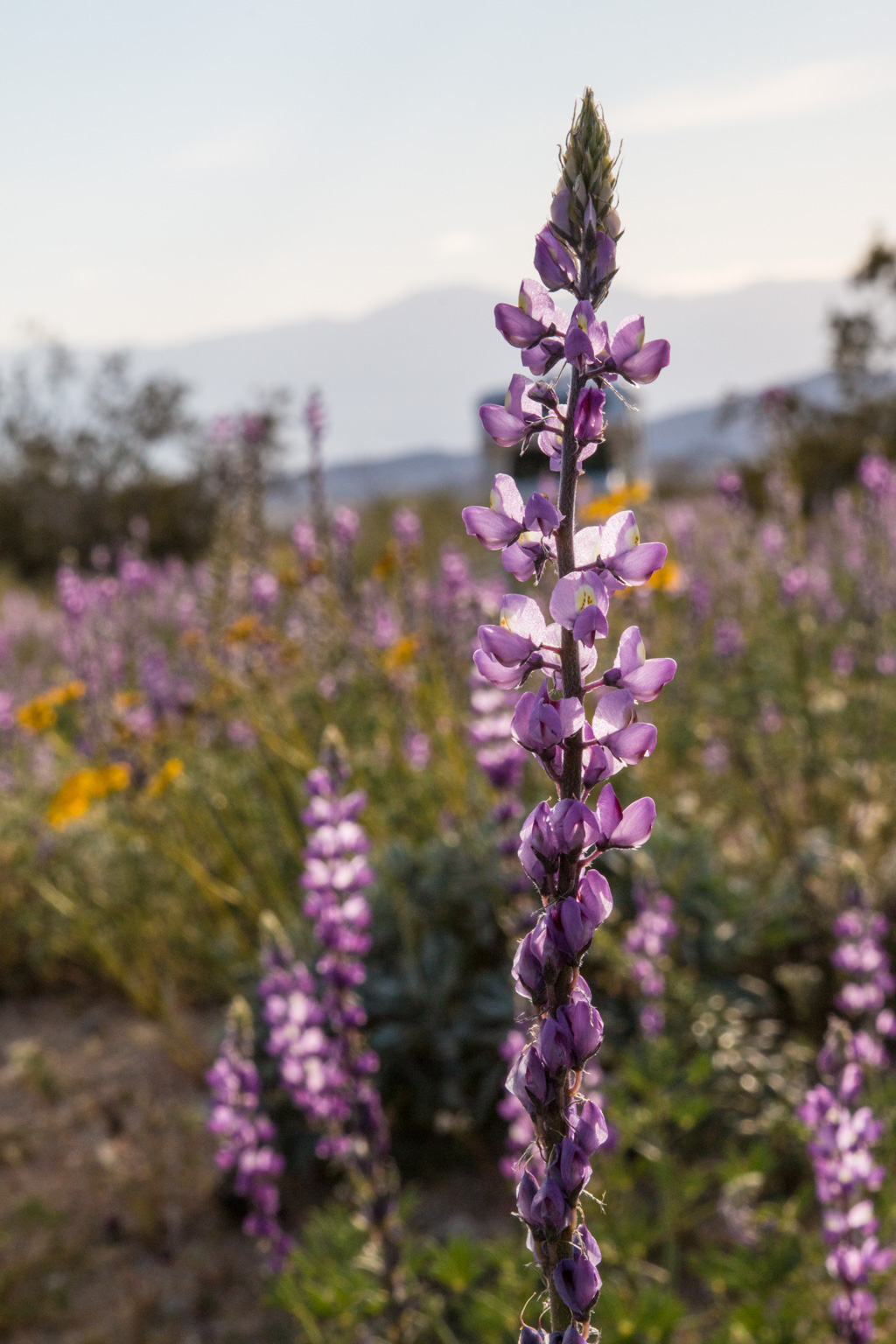“Paging Dr. Seuss!” | Lobsters on the Loose